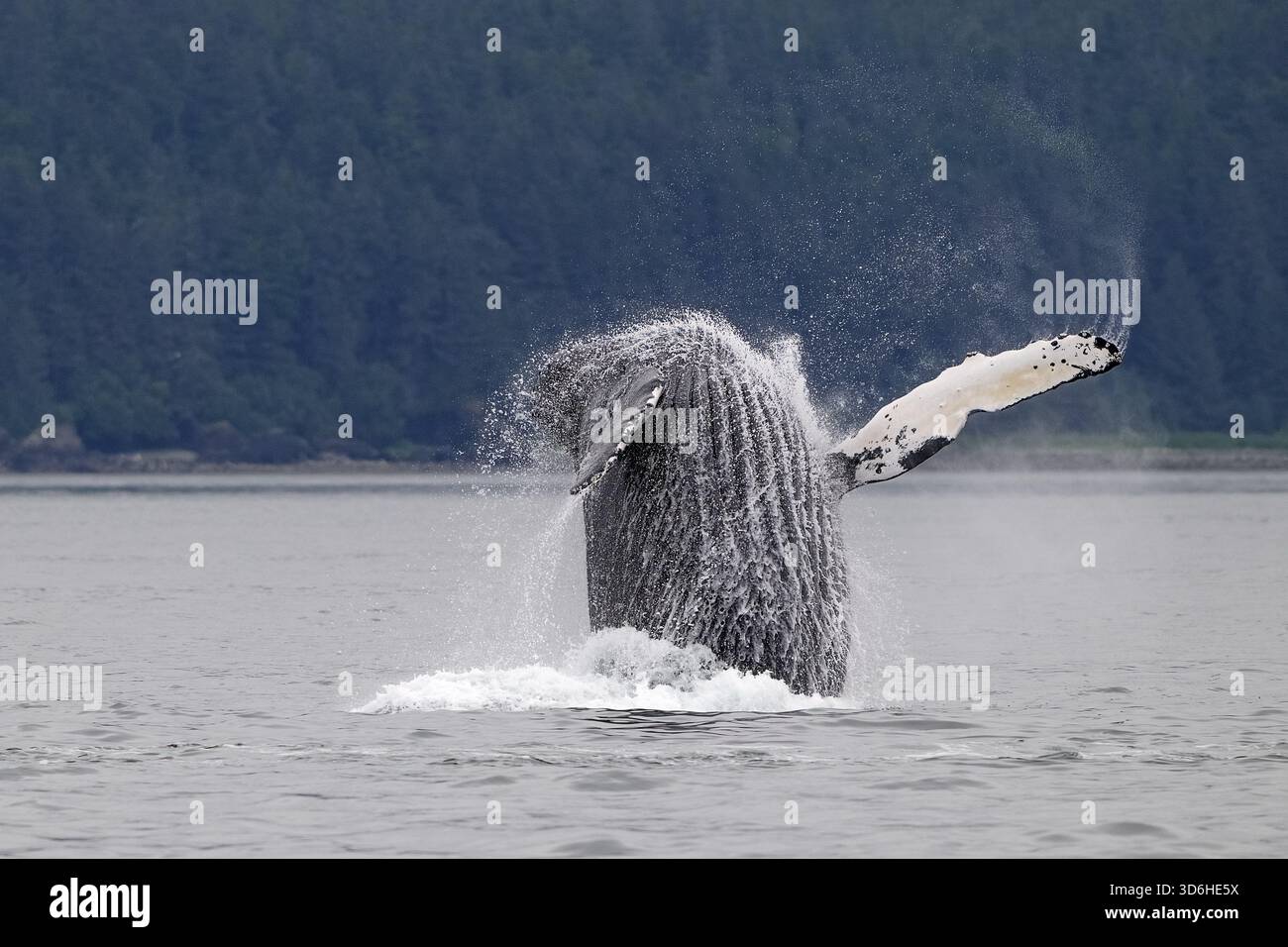 Humpback whale (Megaptera novaeangliae), Point Adolphus, Gustavus ...