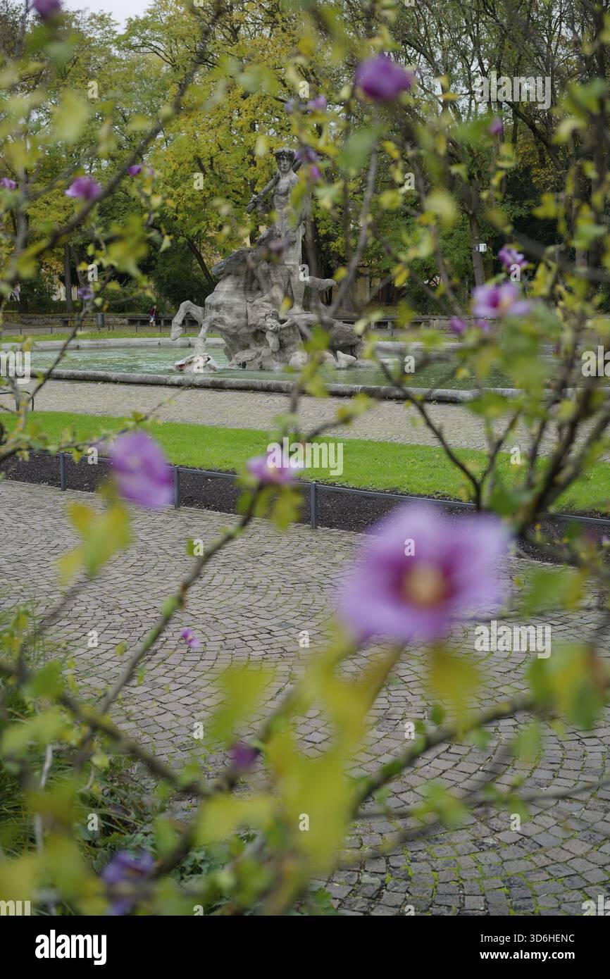 The last autumn blossoms, hibiscus (hibiscus), Neptune fountain ...