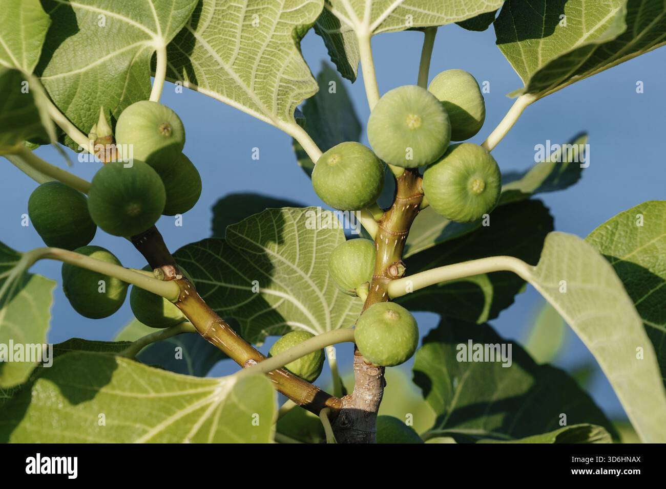 Bunch of green figs on a fig tree against sea background. Ficus Carica ...