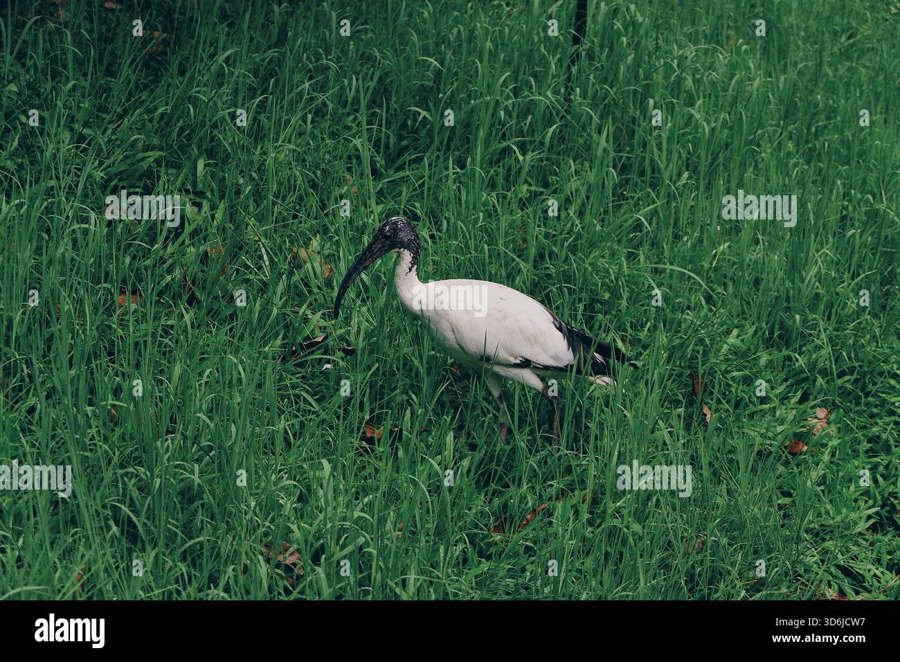 A black-headed ibis strides through tall green grass, its curved beak ...