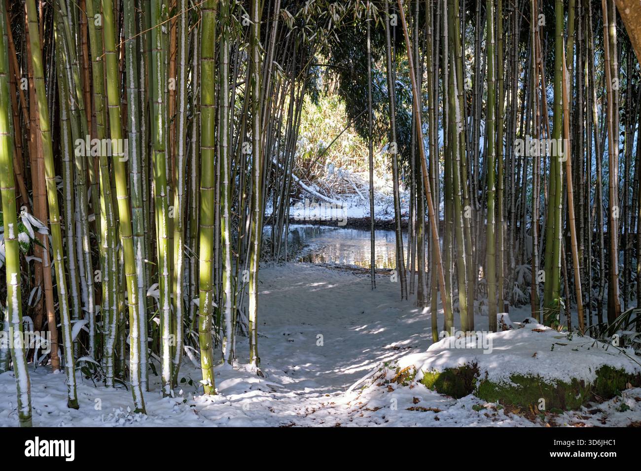 Snow-covered bamboo grove on the bank of a stream in winter park ...