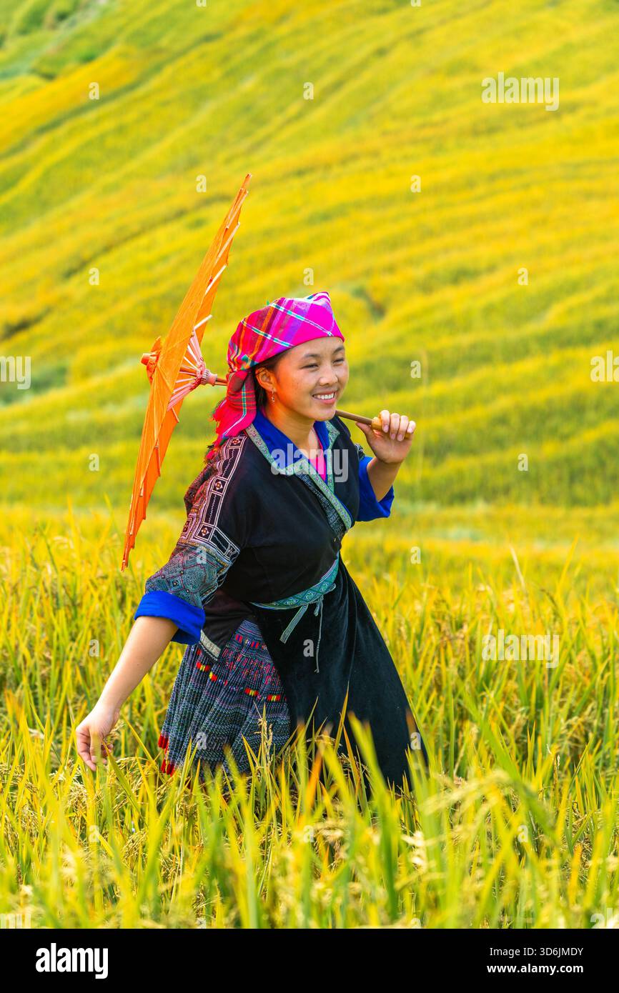 Aerial view of Hmong girl on golden rice terraces at Mu Cang Chai town ...