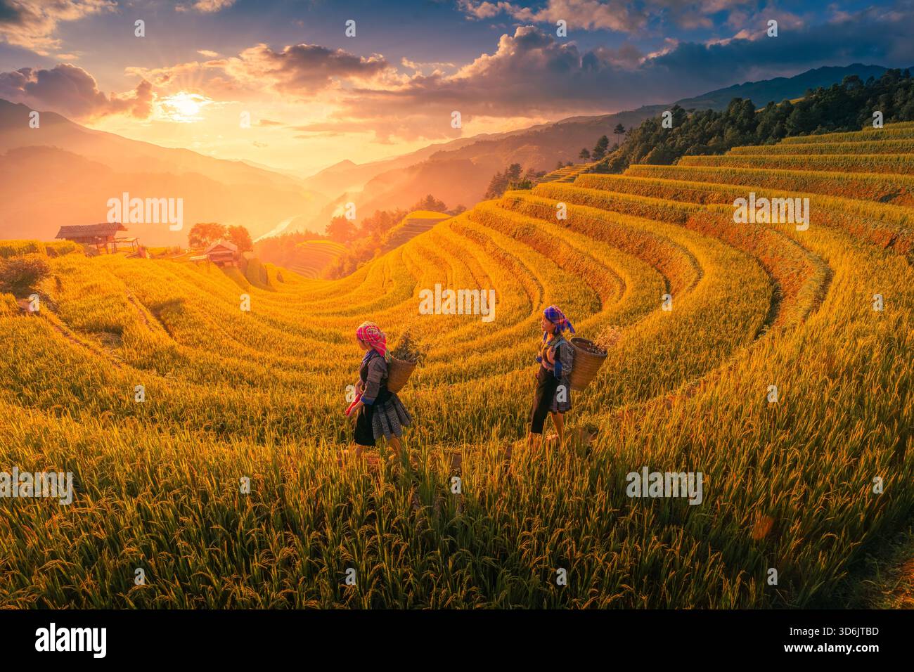 Aerial view of Hmong girls on golden rice terraces at Mu Cang Chai town ...