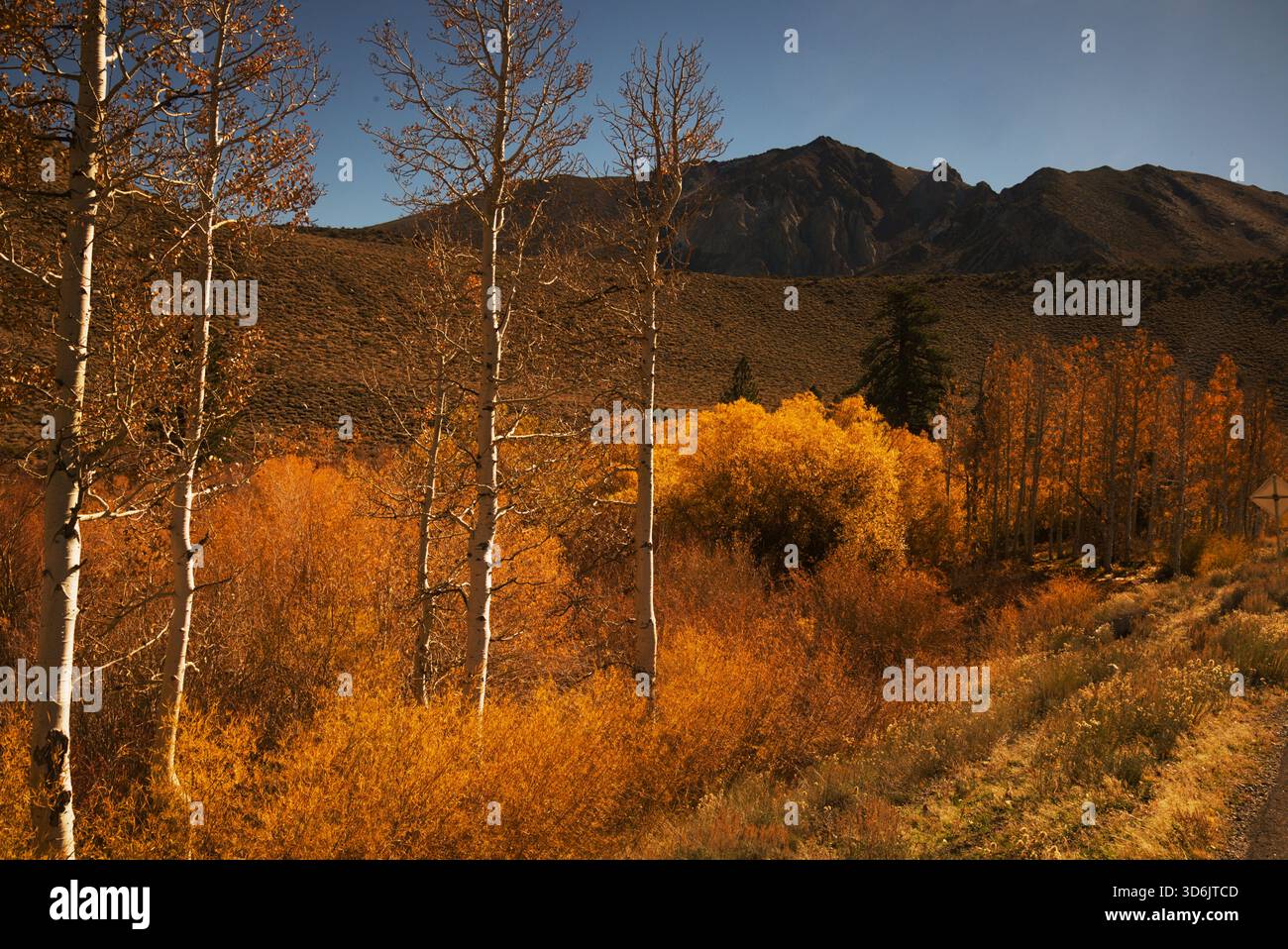 Nature's beauty in full fall color set against Sierra Nevada mountains ...