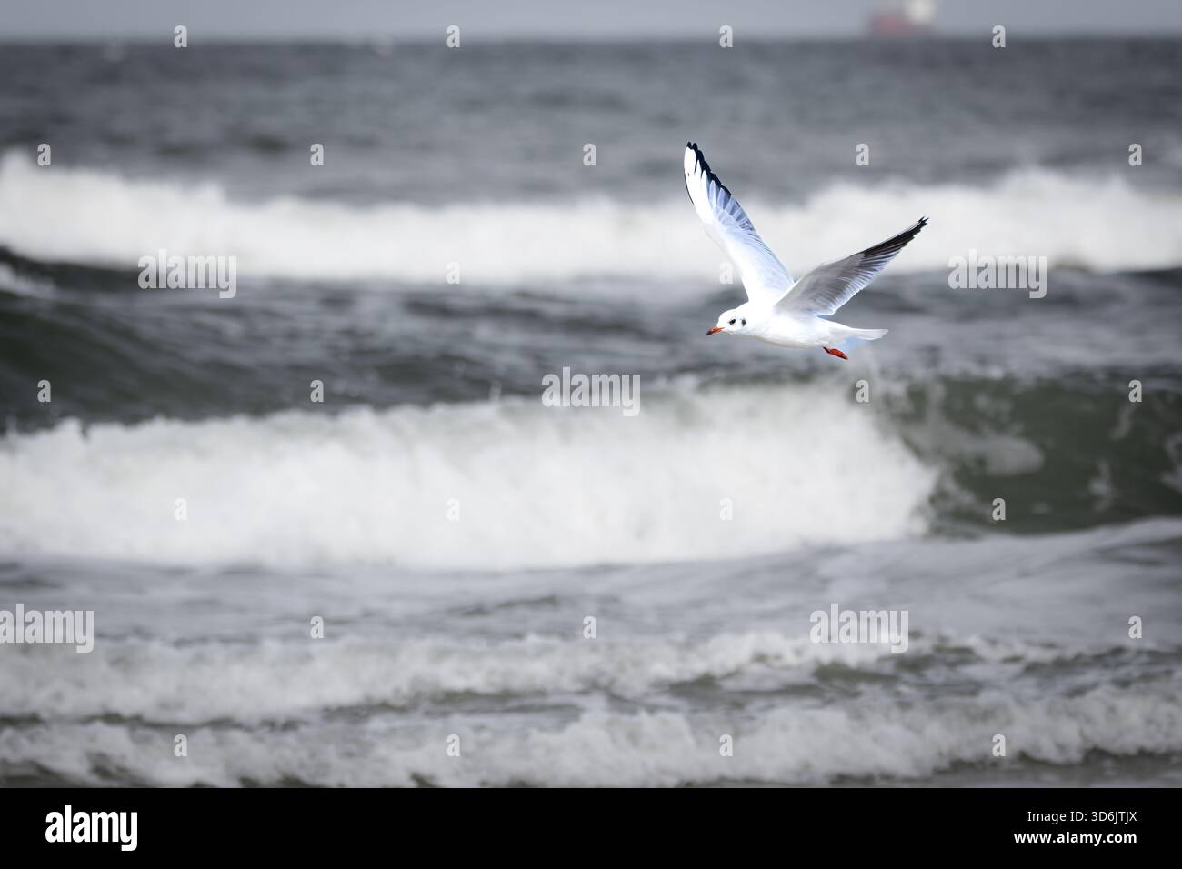 A sharp and detailed photograph of a female black-headed gull ...