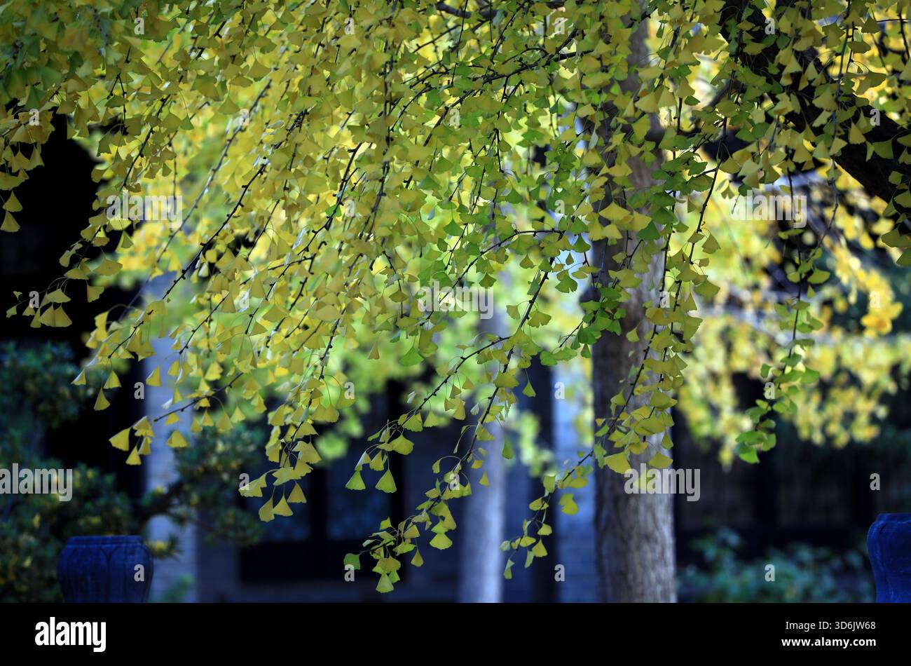 Ginkgo trees enter the best viewing season in Huai'an City, east China ...