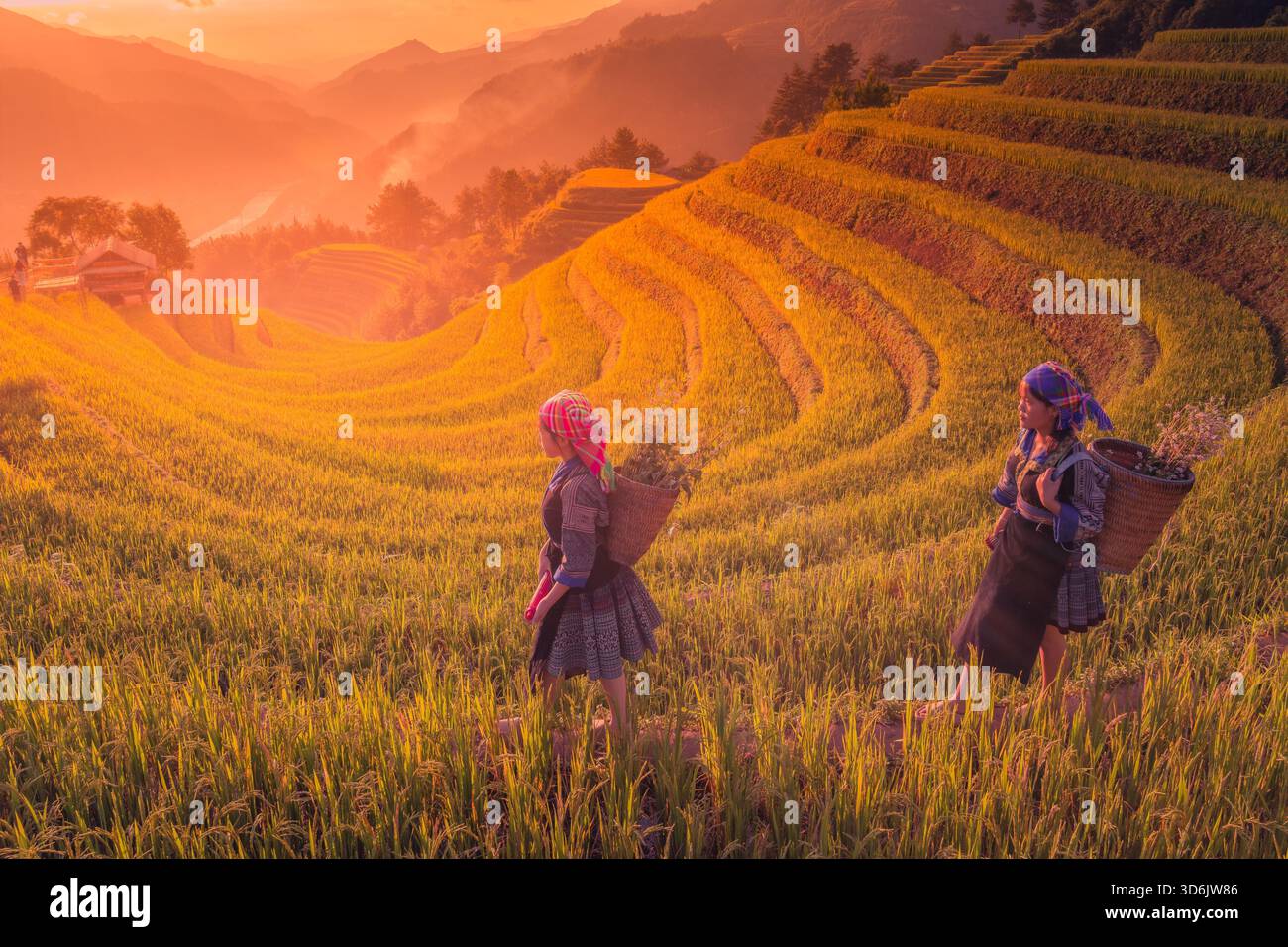 Aerial view of Hmong girls on golden rice terraces at Mu Cang Chai town ...