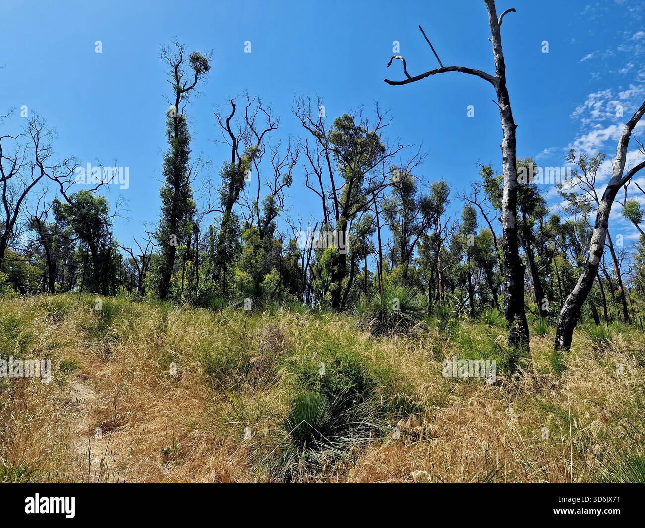 Charcoaled black trunks of native Australian trees growing in between ...