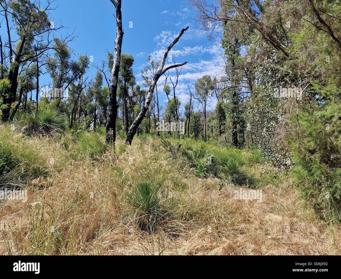 Charcoaled black trunks of native Australian trees growing in between ...