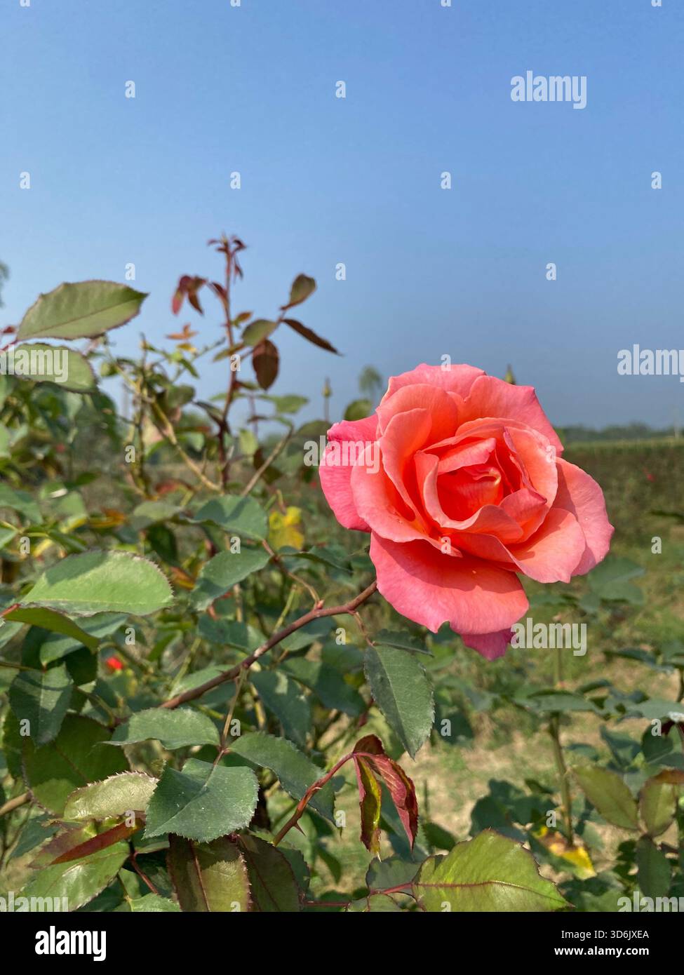 Pink Rose - Symbol of Grace, Elegance, and Gentle Affection Stock Photo ...