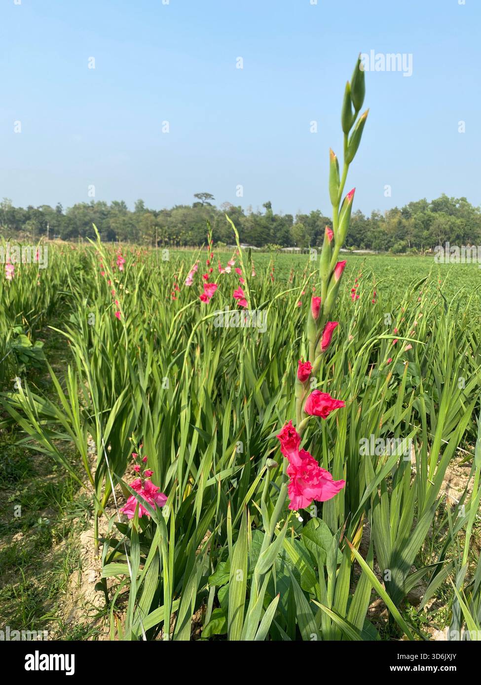 Gladiolus Flower - Symbol of Strength, Grace, and Remembrance Stock ...