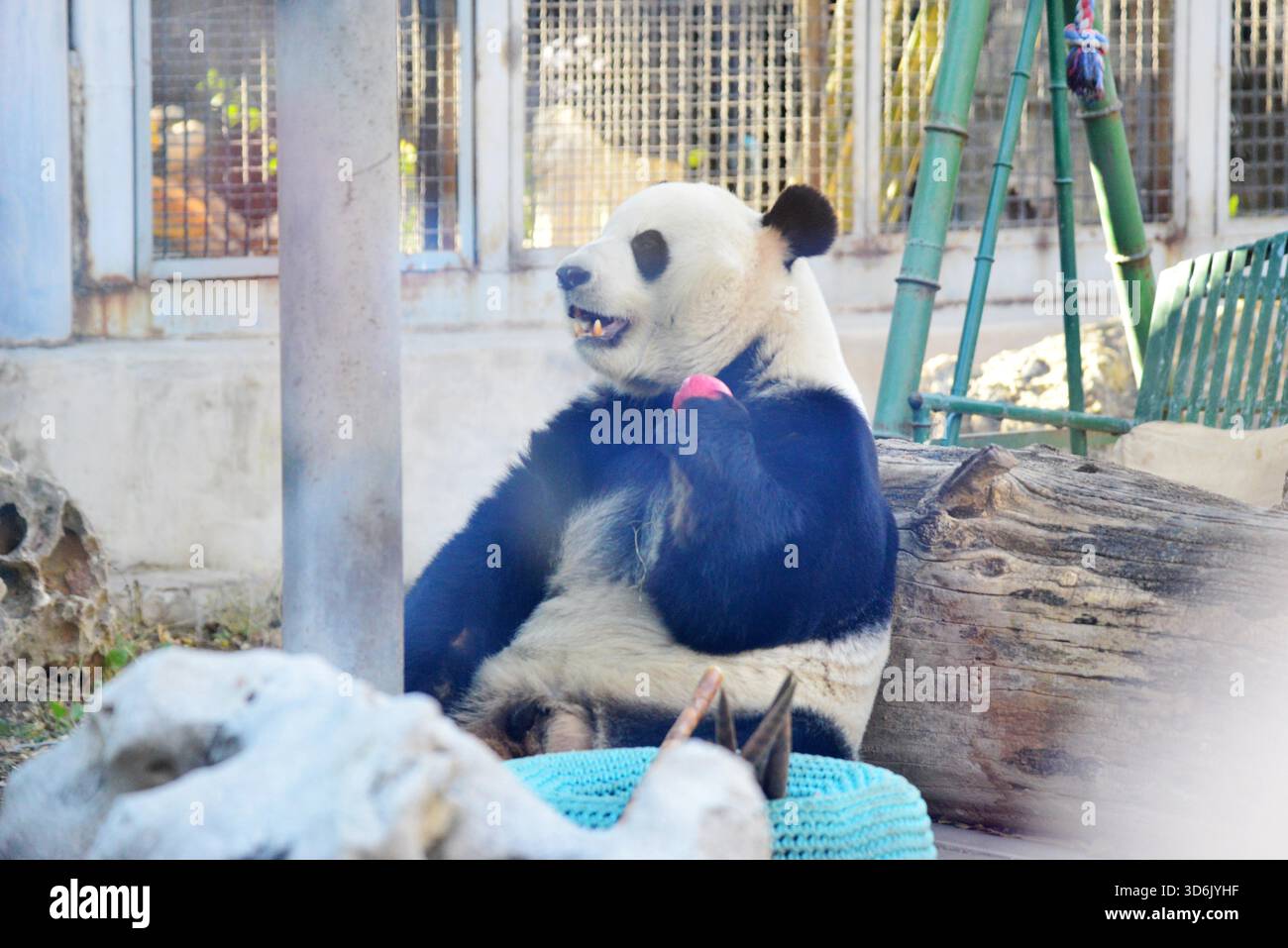 Giant panda Meng Lan enjoys winter time at Beijing Zoo, Beijing, China ...