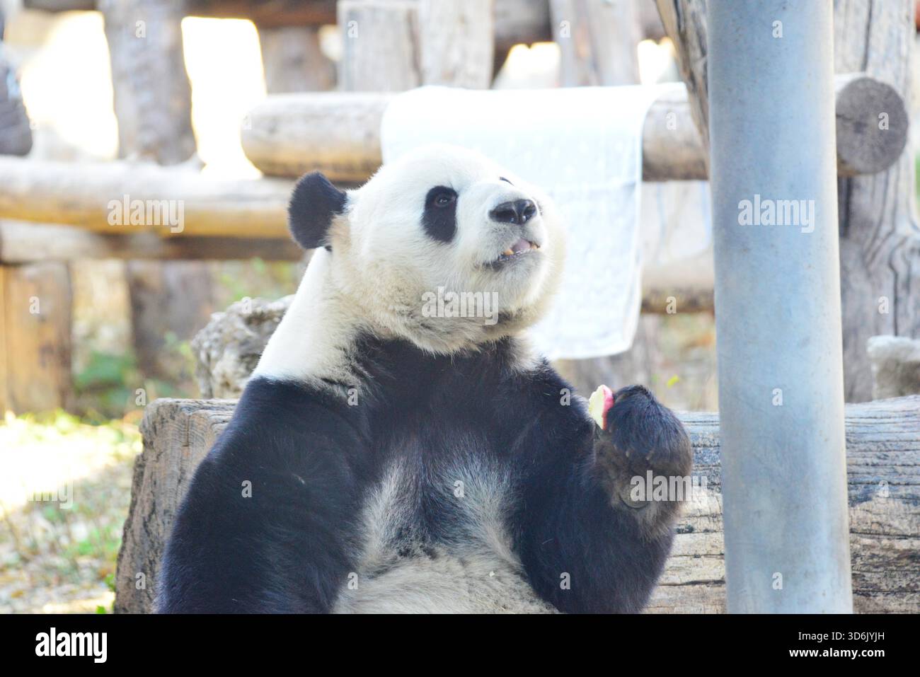 Giant panda Meng Lan enjoys winter time at Beijing Zoo, Beijing, China ...