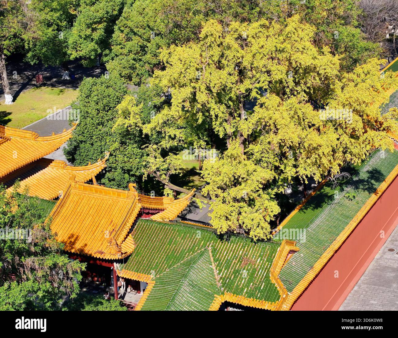 Ginkgo trees enter the best viewing time in Nanjing City, east China's ...
