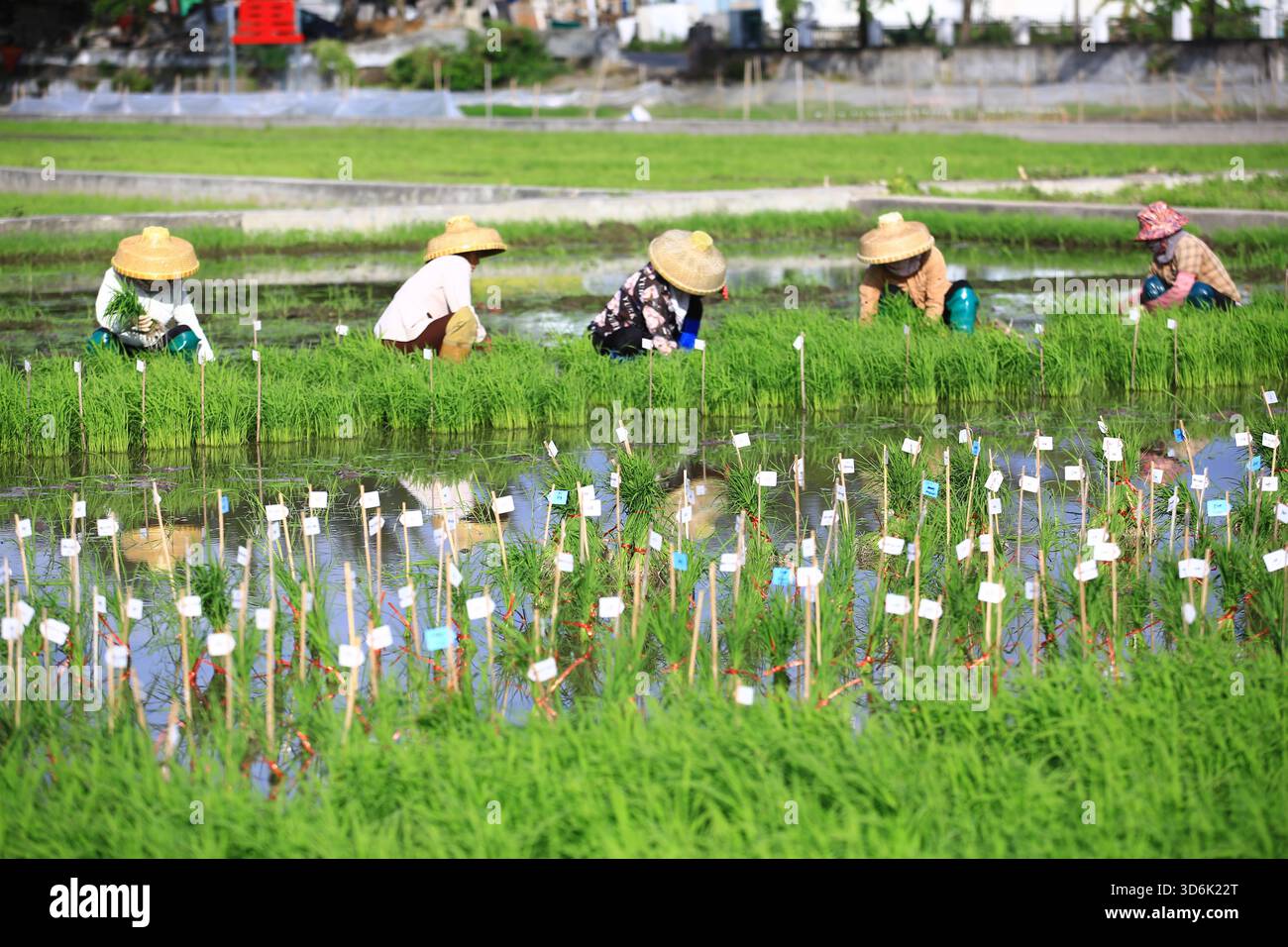 Workers cultivate rice seedlings in Sanya City, southernmost China's ...
