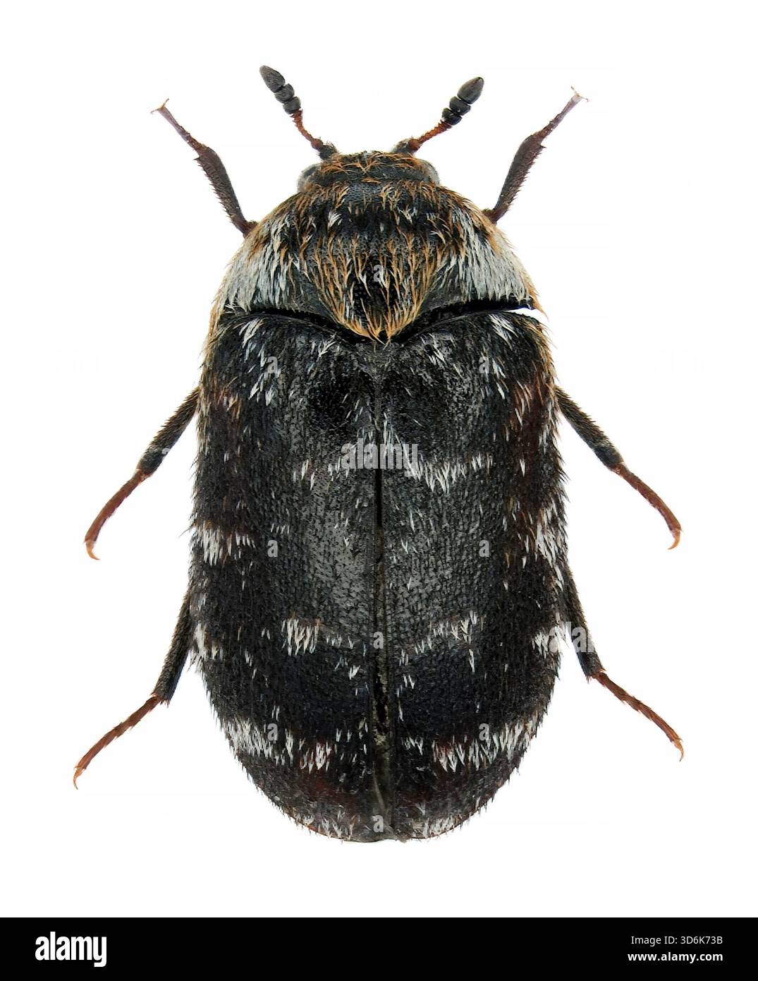 Skin of the alien animal Cut Out Stock Images & Pictures - Alamy