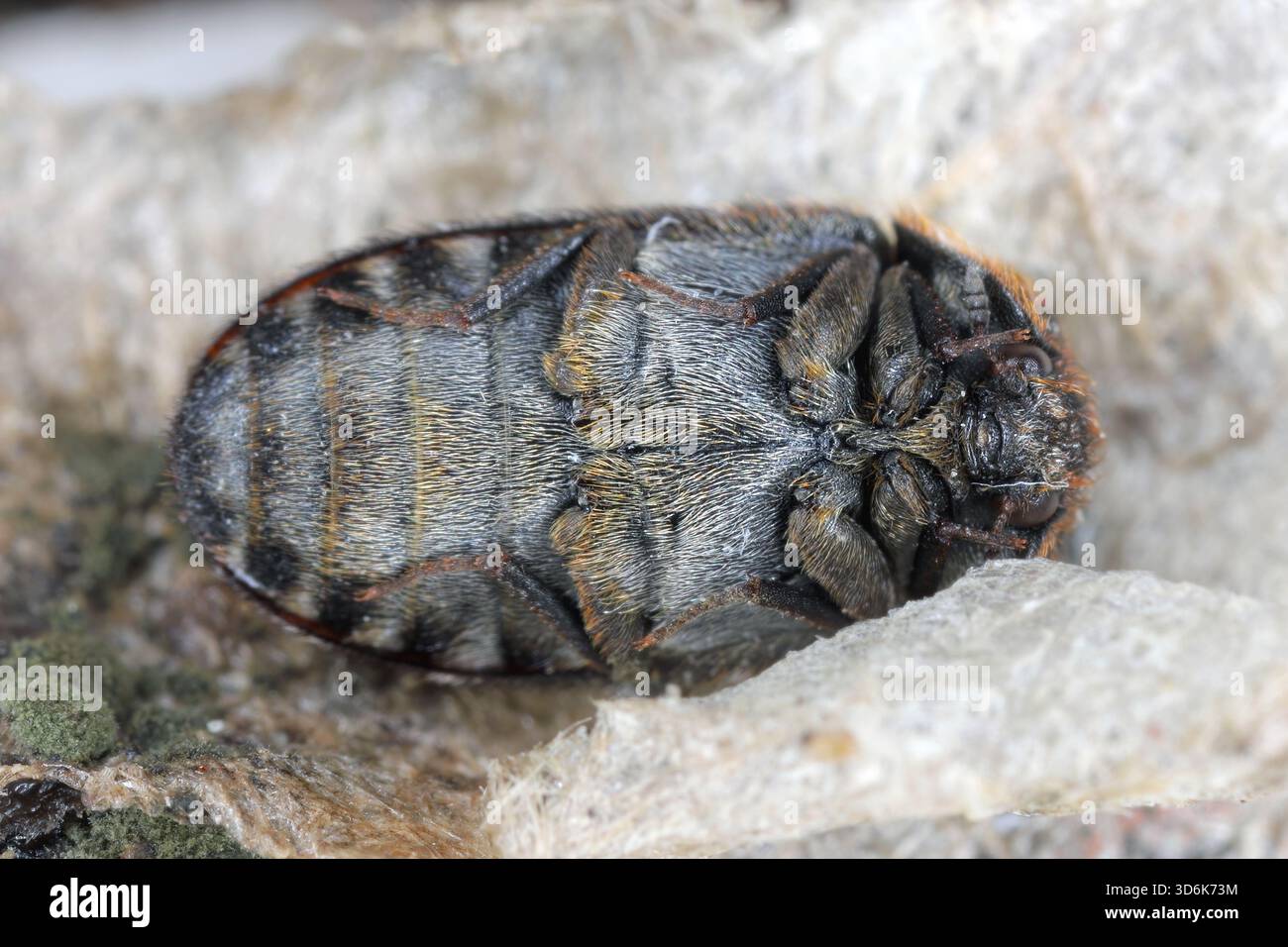 Lanorus pantherinus formerly Attagenus a species of carpet beetle in ...