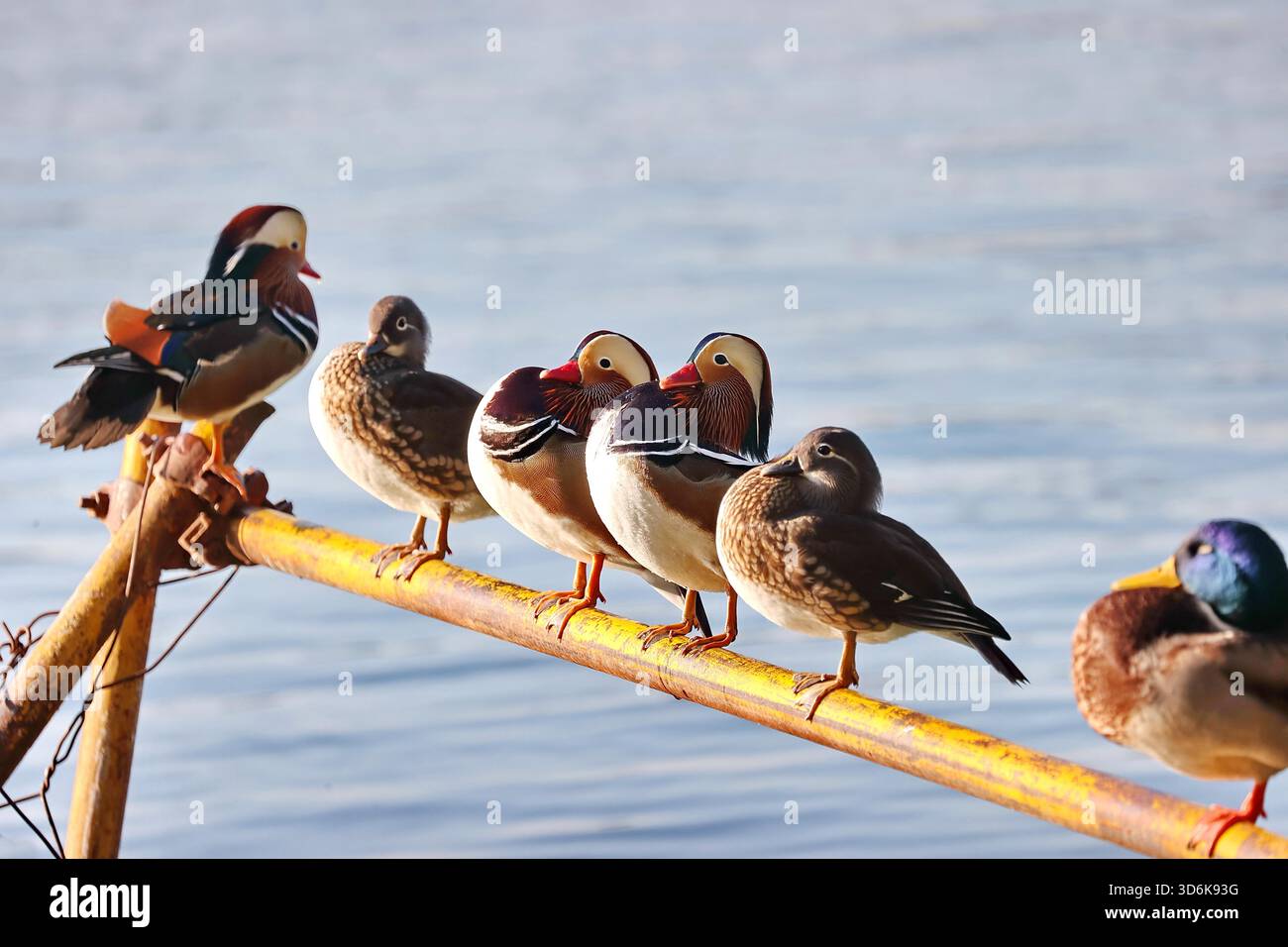 Wild ducks swim in the lake at Beihai Park in Beijing, China, 19 ...
