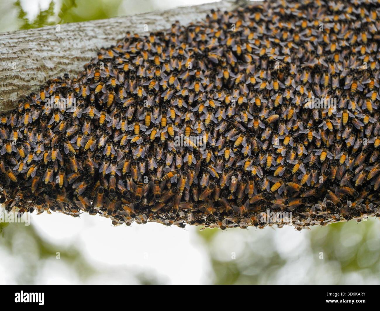 Massive swarm of wild honey bees covering the underside of a tree ...