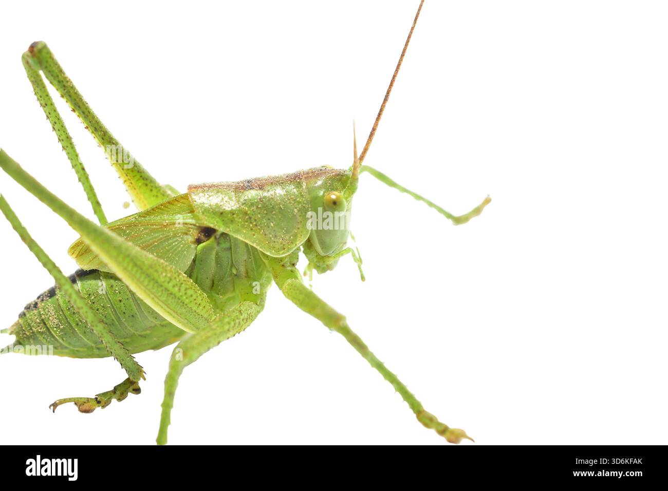 The green grasshopper, or common grasshopper, is a species of insect ...
