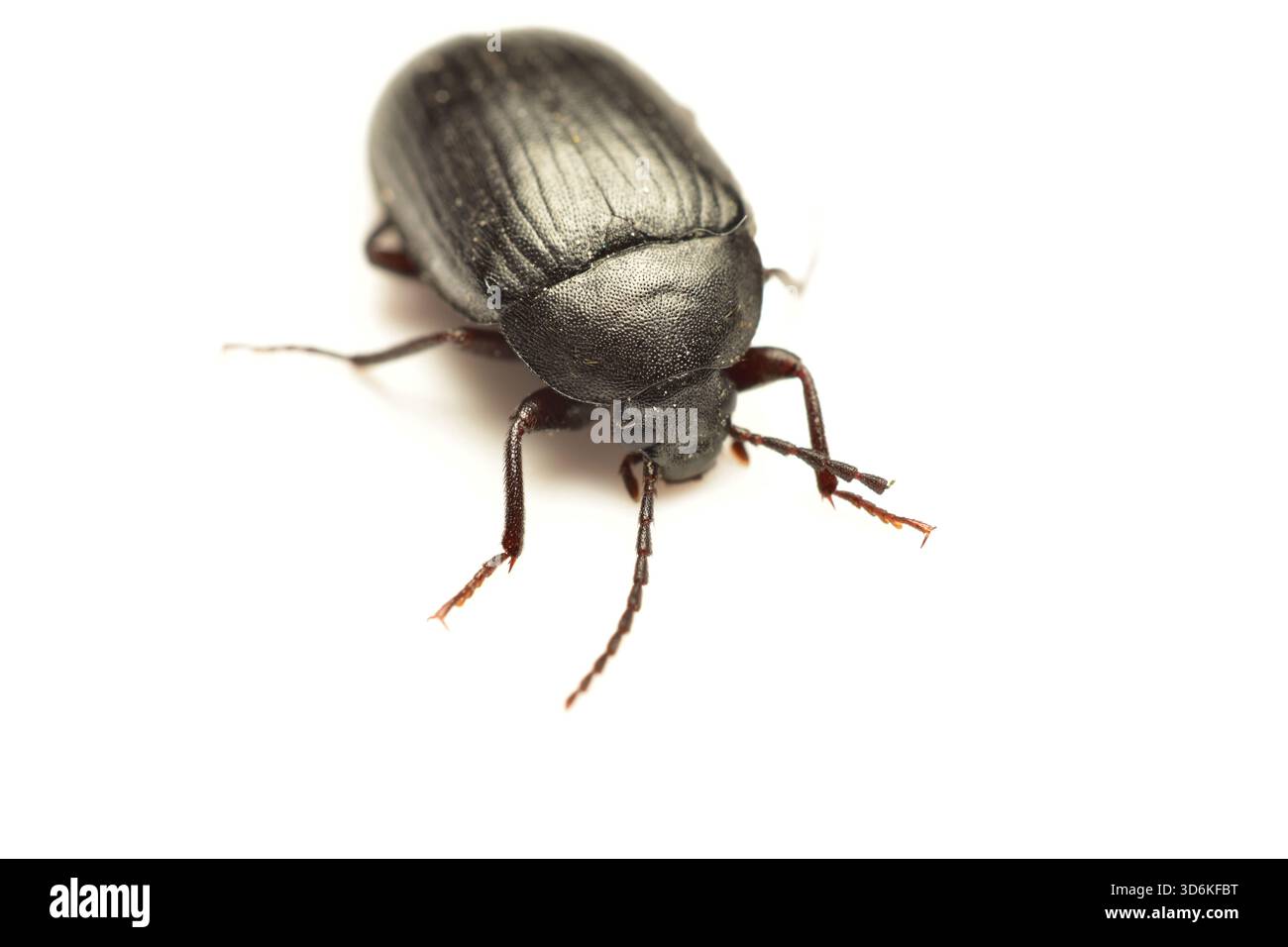 Alphitobius laevigatus, a black fungus beetle from the darkling beetle ...