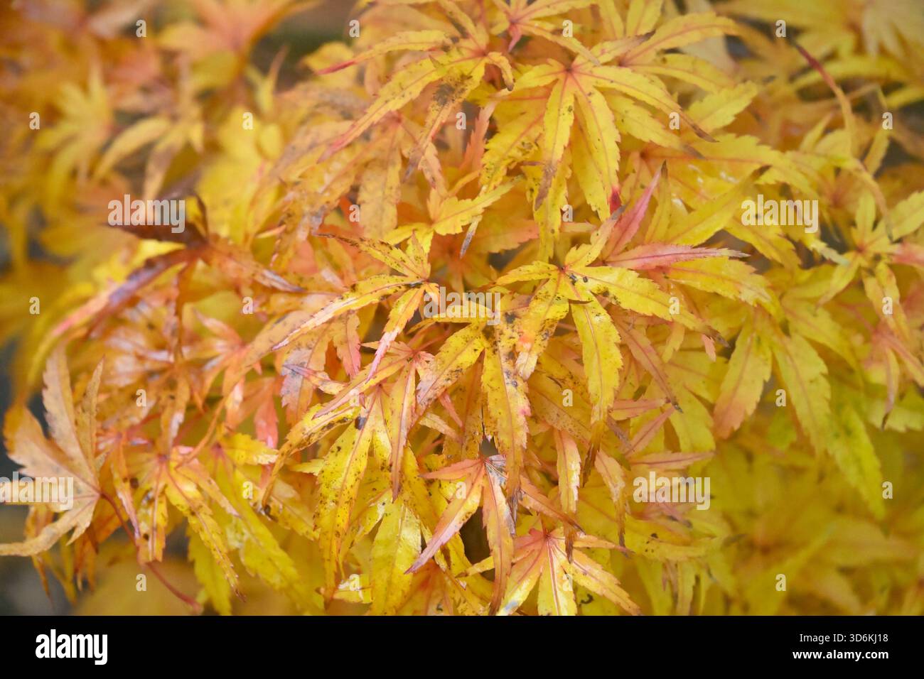 Japanese maple sharps pygmy hi-res stock photography and images - Alamy