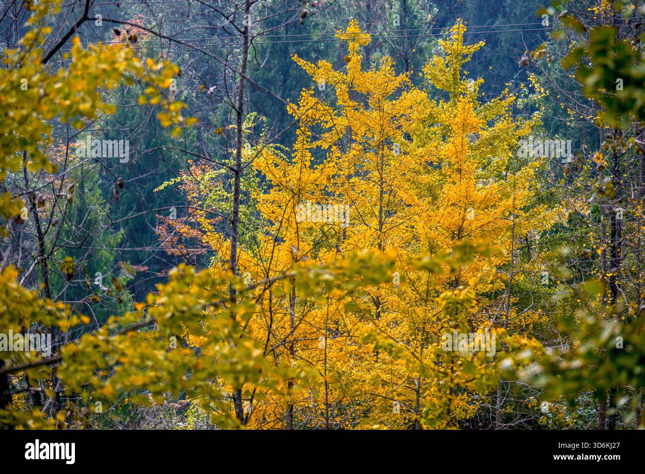 Aerial photo shows the early winter scenery in Youyang County ...