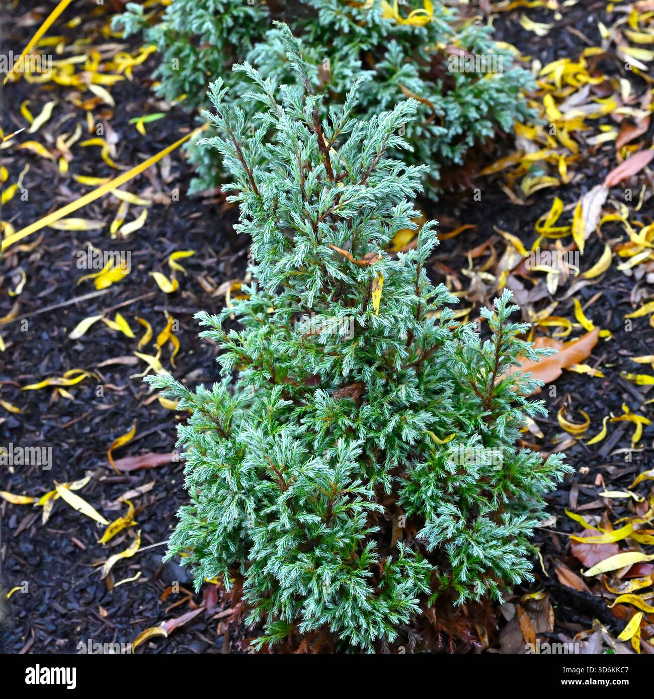 Blue green autumn foliage on young plant of evergreen conifer Sawara ...