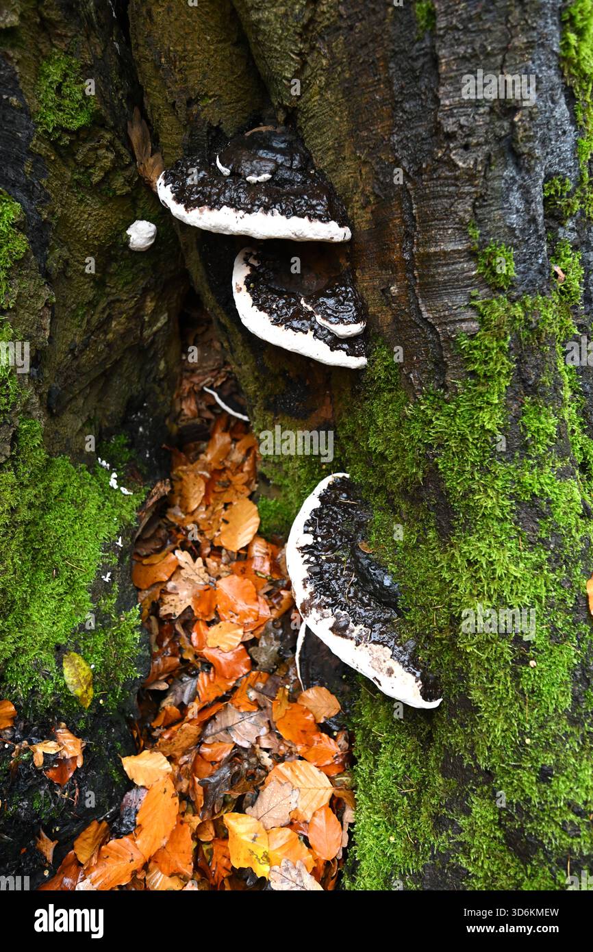 Brown and white bracket fungi, Ganoderma and moss growing on dead tree ...