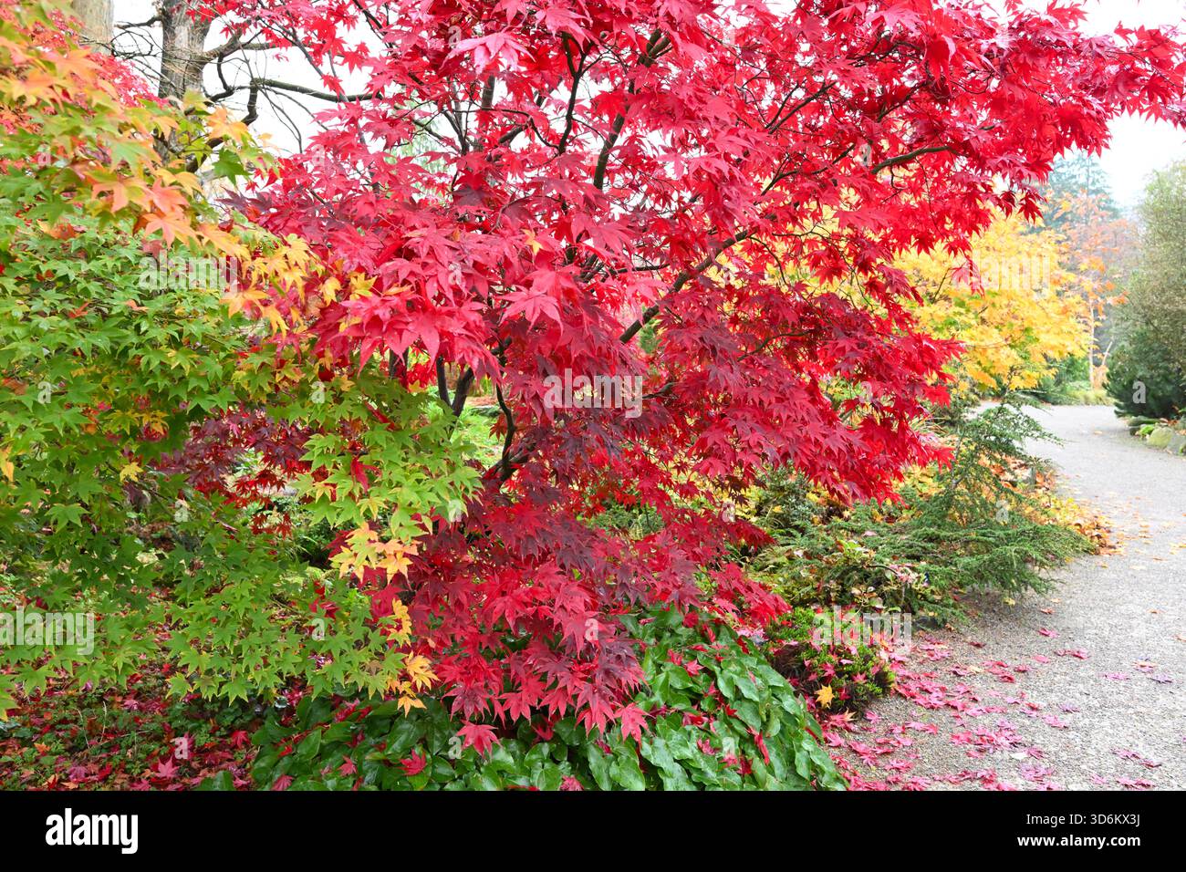 Acer palmatum hogyoku hi-res stock photography and images - Alamy