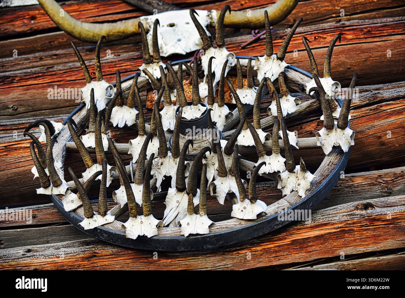 Collection of mountain goat Alpine ibex horns a wooden wagon wheel hung ...