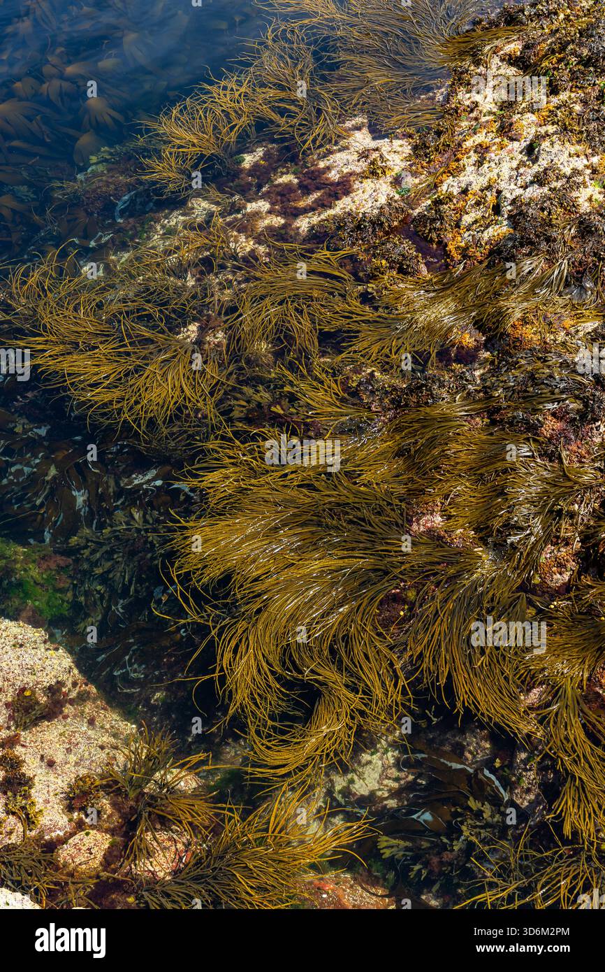 Rock pool close up with seaweed and algae Stock Photo - Alamy