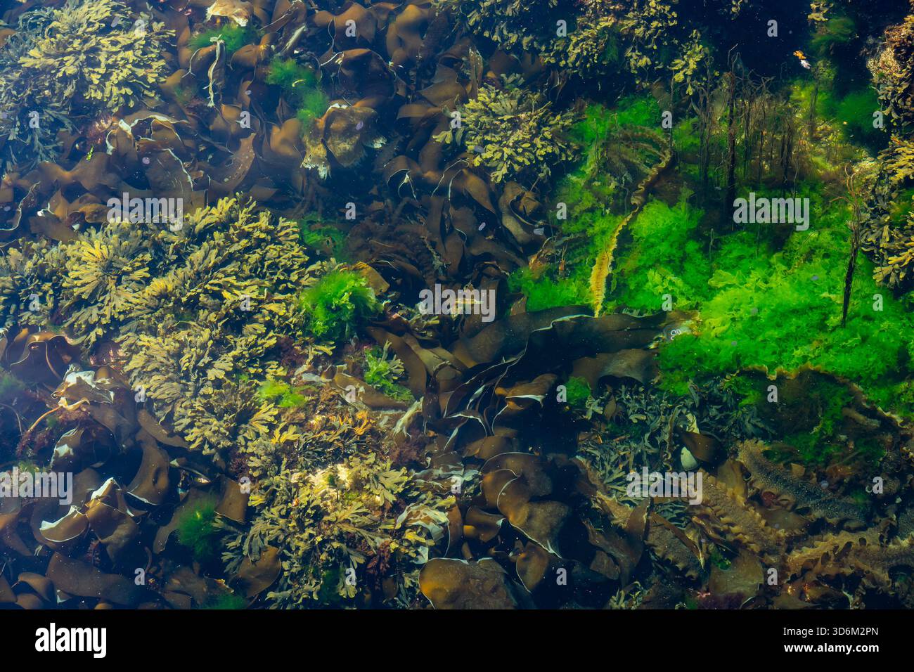 Rock pool close up with seaweed and algae Stock Photo - Alamy