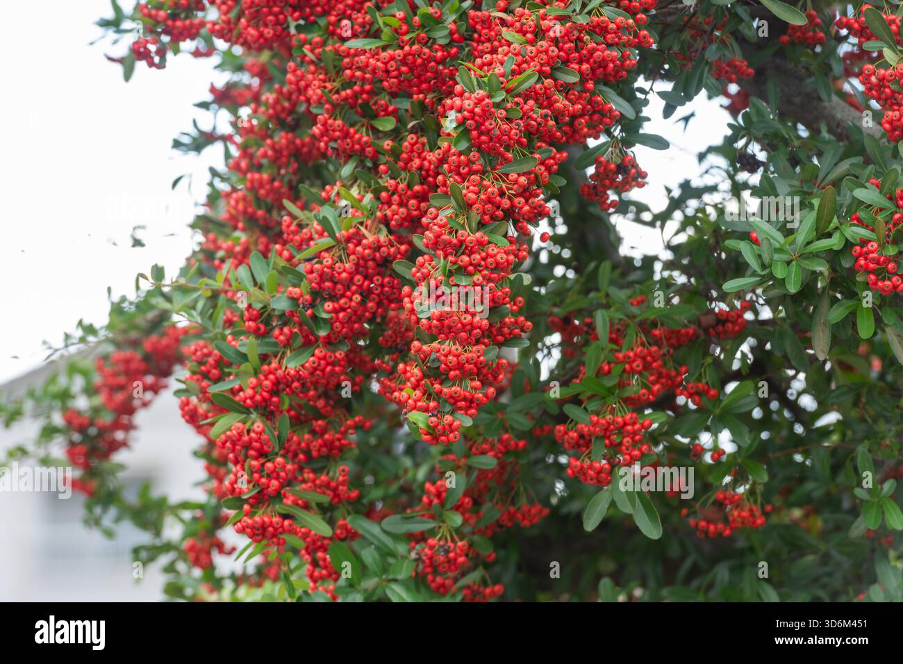 Leafy texture macro nature hi-res stock photography and images - Alamy