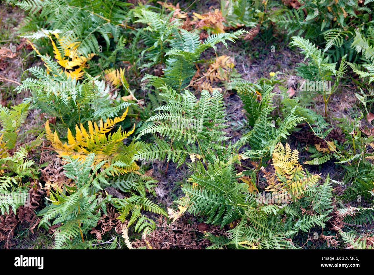20 35 pinnae on each side of the rachis hi-res stock photography and ...