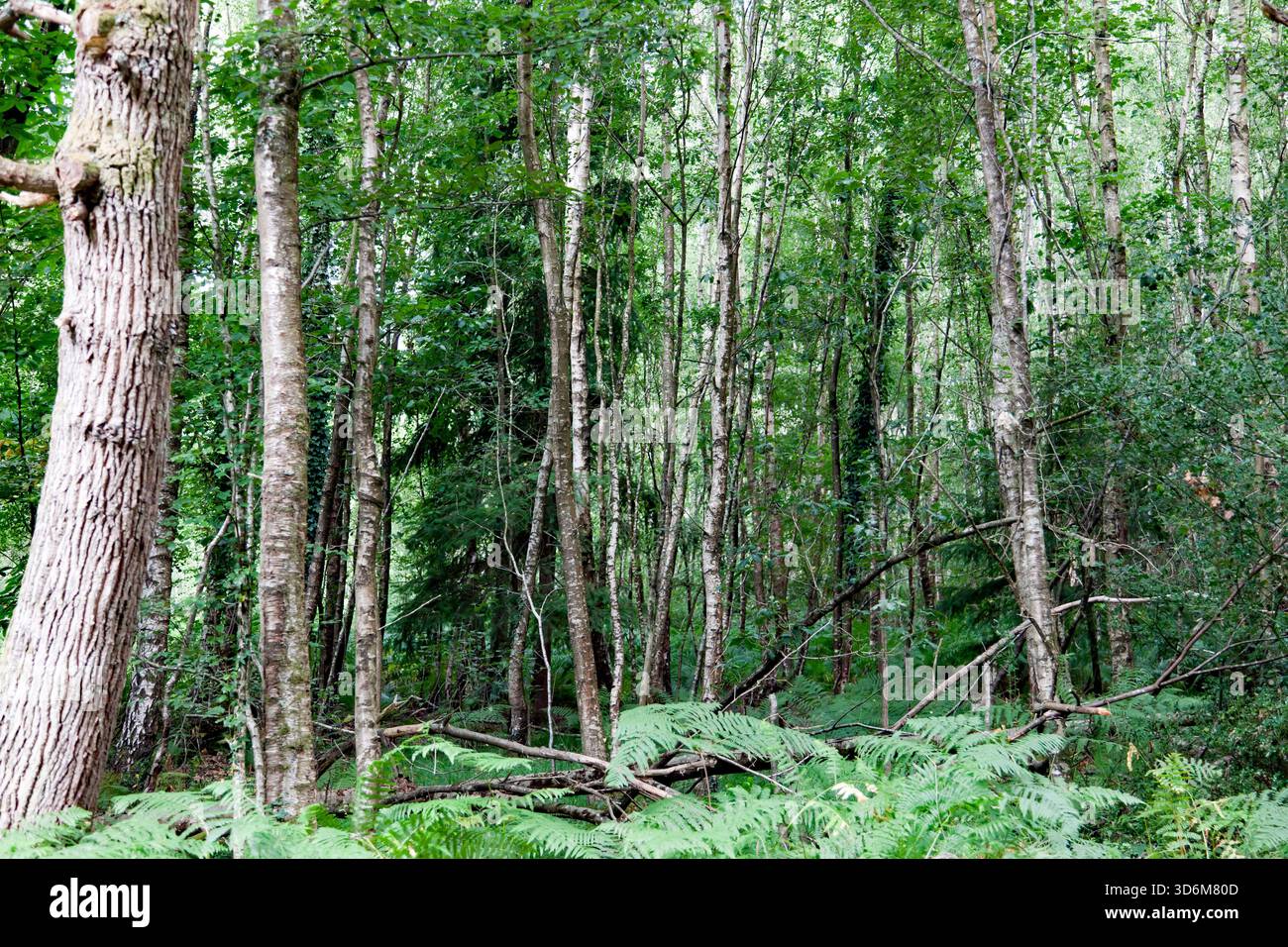 Mixed woodland, at the side of a walking trail, in the Holmesley ...