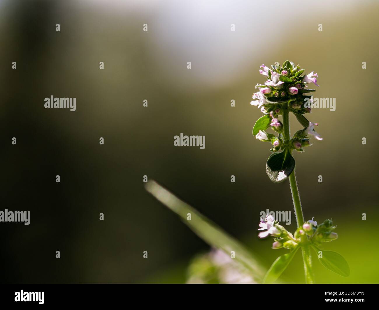 Melissa offi hi-res stock photography and images - Alamy