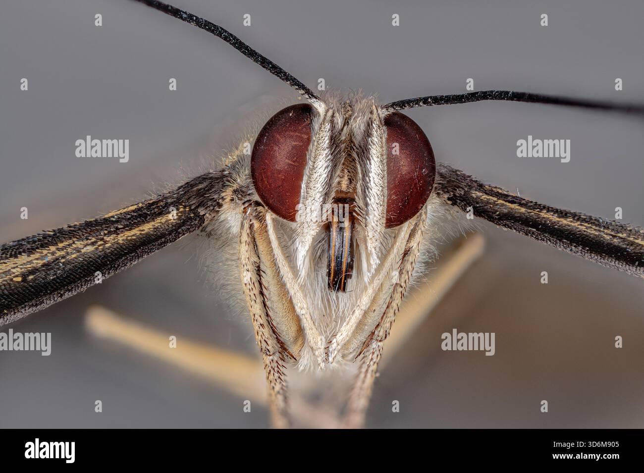 Focus-stacked close-up of a Brown Sailor butterfly head (Parthenos ...