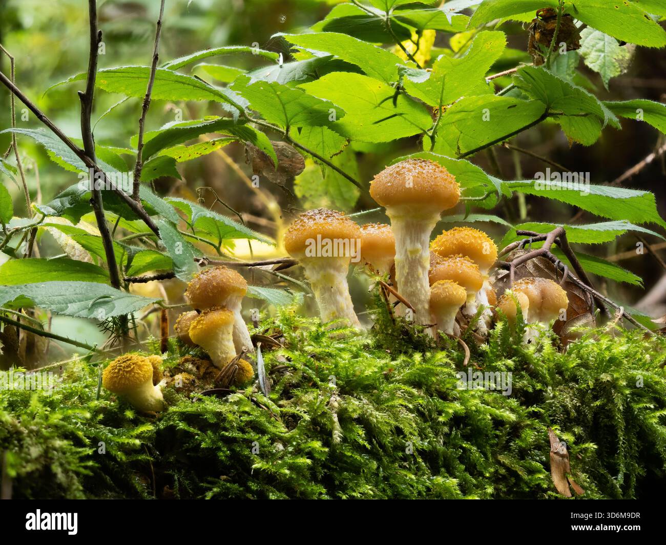 Golden forest fungi cluster on mossy log - close-up of dewy caps in ...