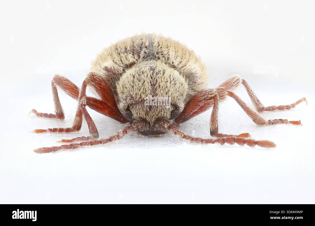 Australian beetles hi-res stock photography and images - Alamy