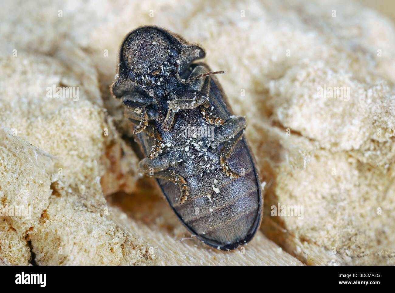 Deathwatch beetle (Xestobium rufovillosum) is a species of woodboring ...