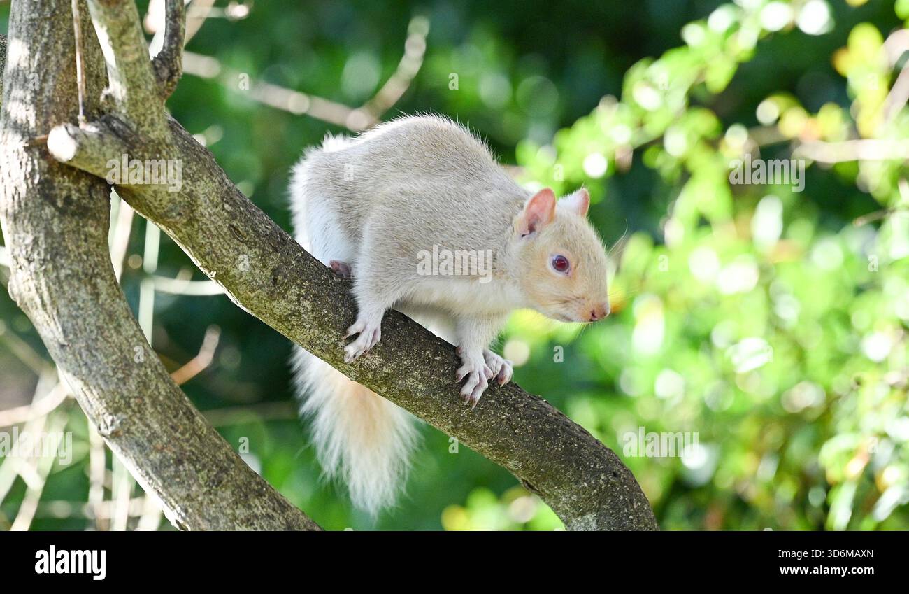 Brighton UK 21st November 2025 - A rare white albino squirrel has been ...
