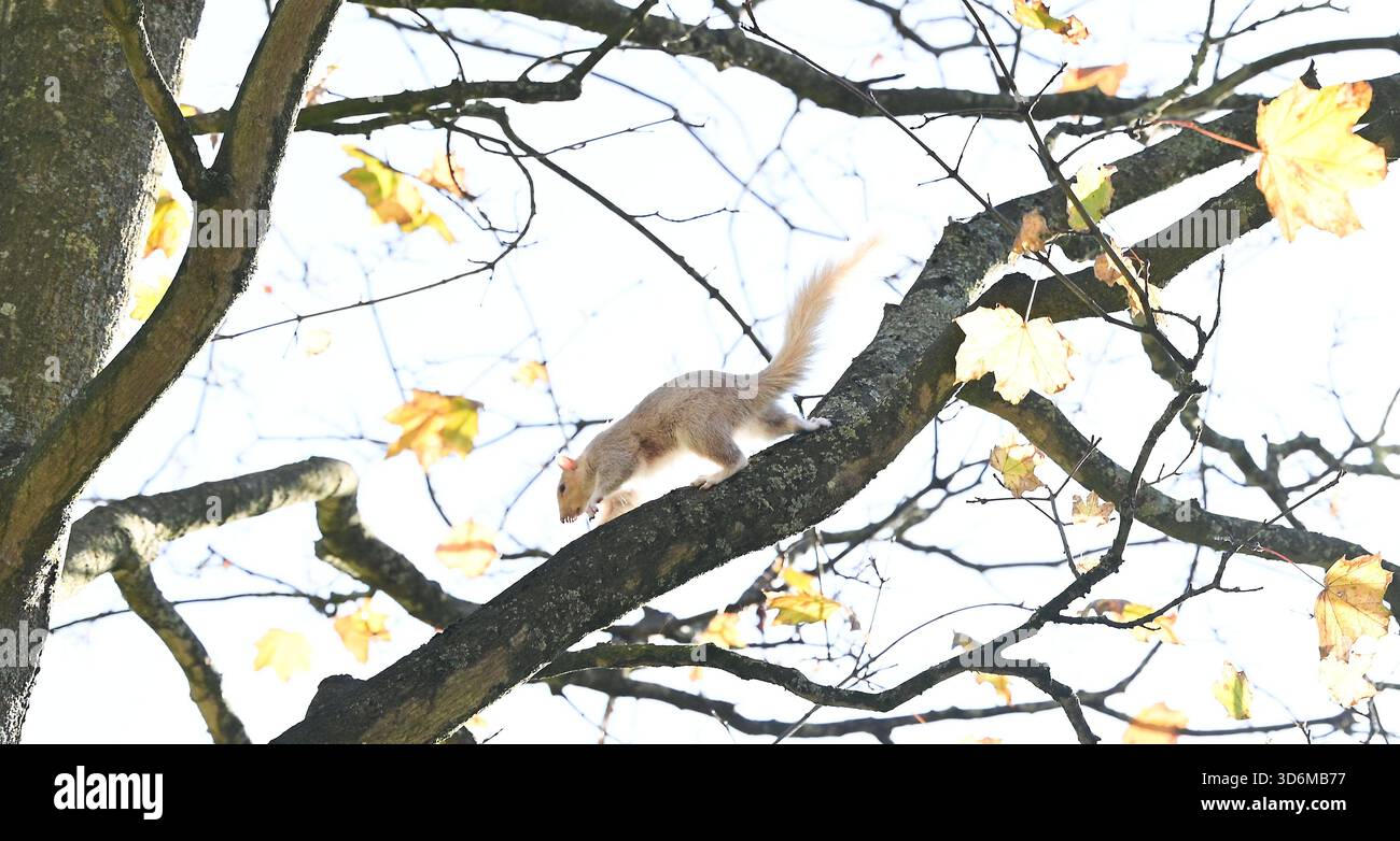 Brighton UK 21st November 2025 - A rare white albino squirrel has been ...