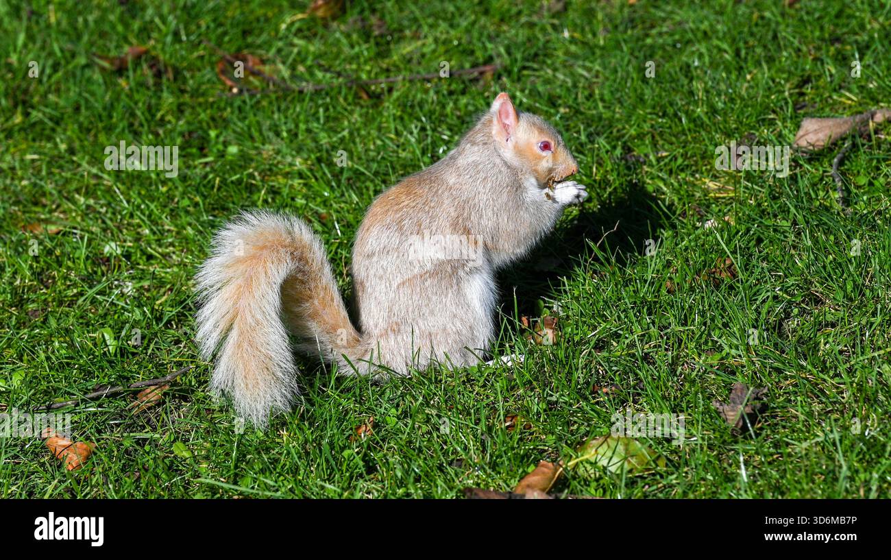 Brighton UK 21st November 2025 - A rare white albino squirrel has been ...