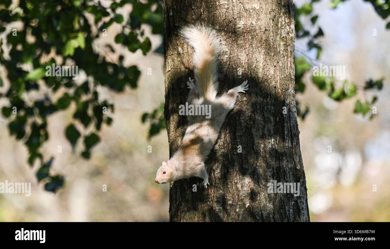 Brighton UK 21st November 2025 - A rare white albino squirrel has been ...