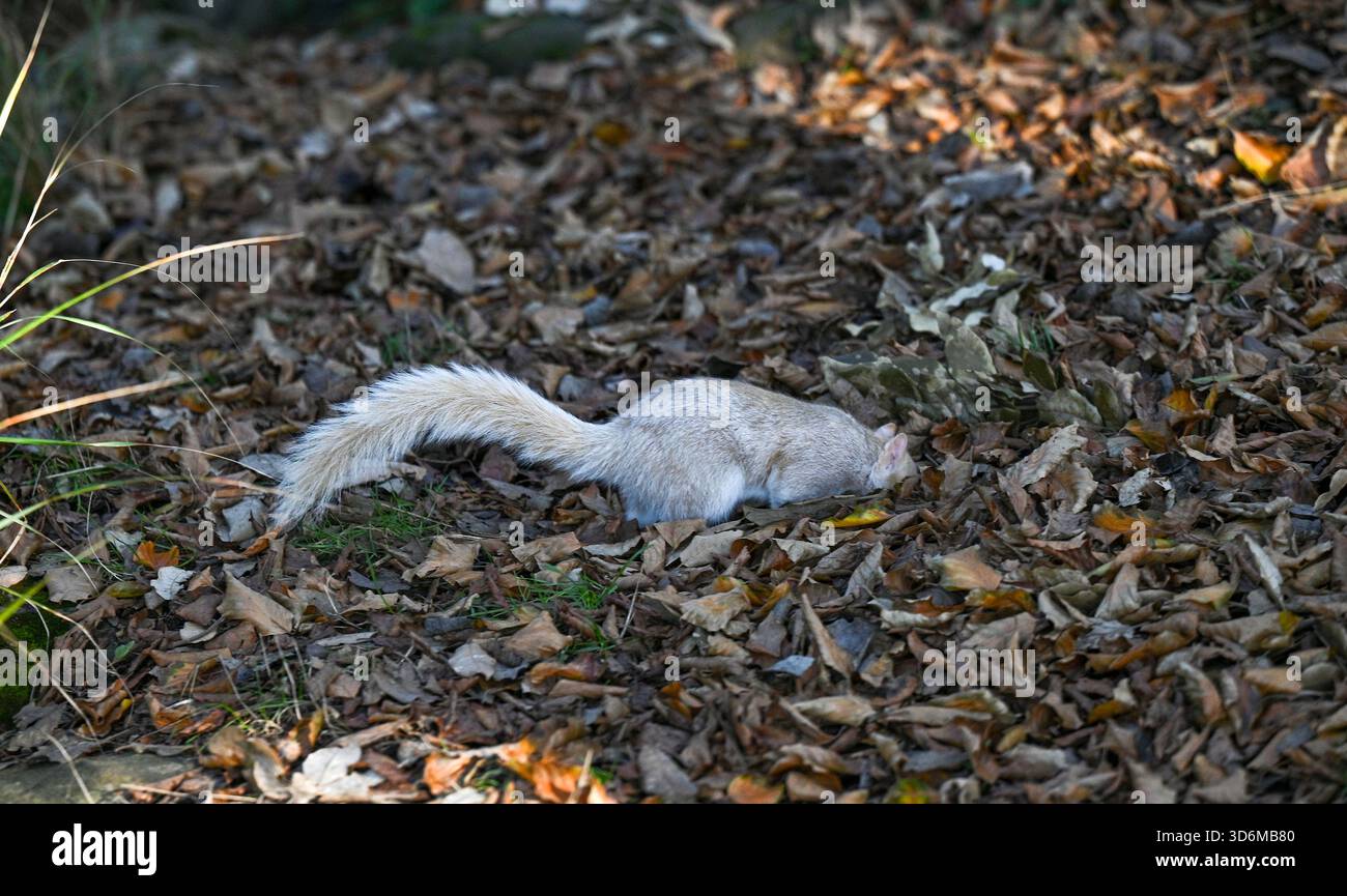 Brighton UK 21st November 2025 - A rare white albino squirrel has been ...