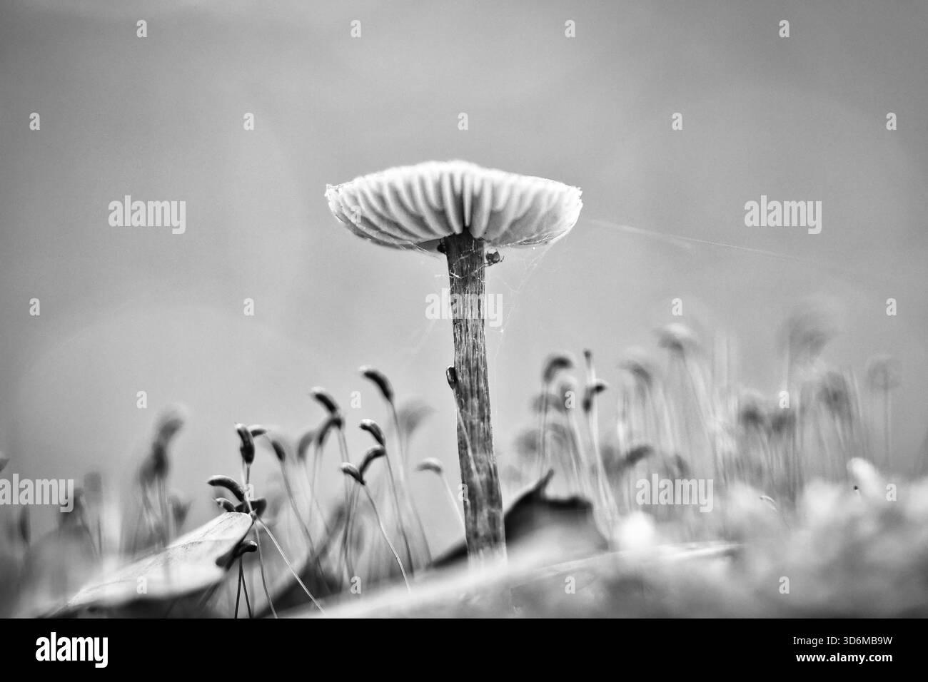 Green plant growing out Black and White Stock Photos & Images - Alamy