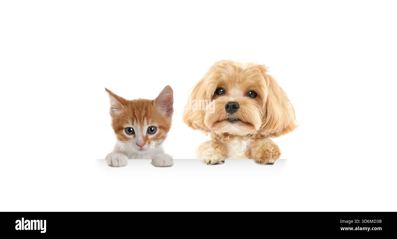 Red cat paws on Cut Out Stock Images & Pictures - Alamy