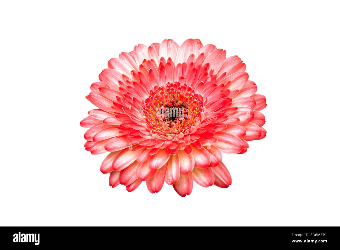Domestic flower garden in Cut Out Stock Images & Pictures - Alamy