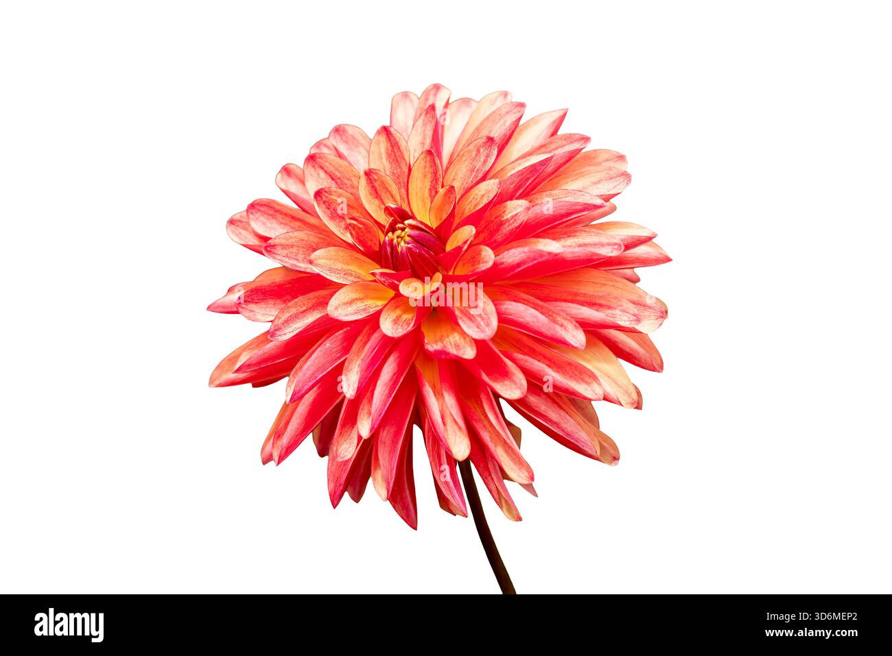 Garden border autumn winter Cut Out Stock Images & Pictures - Alamy
